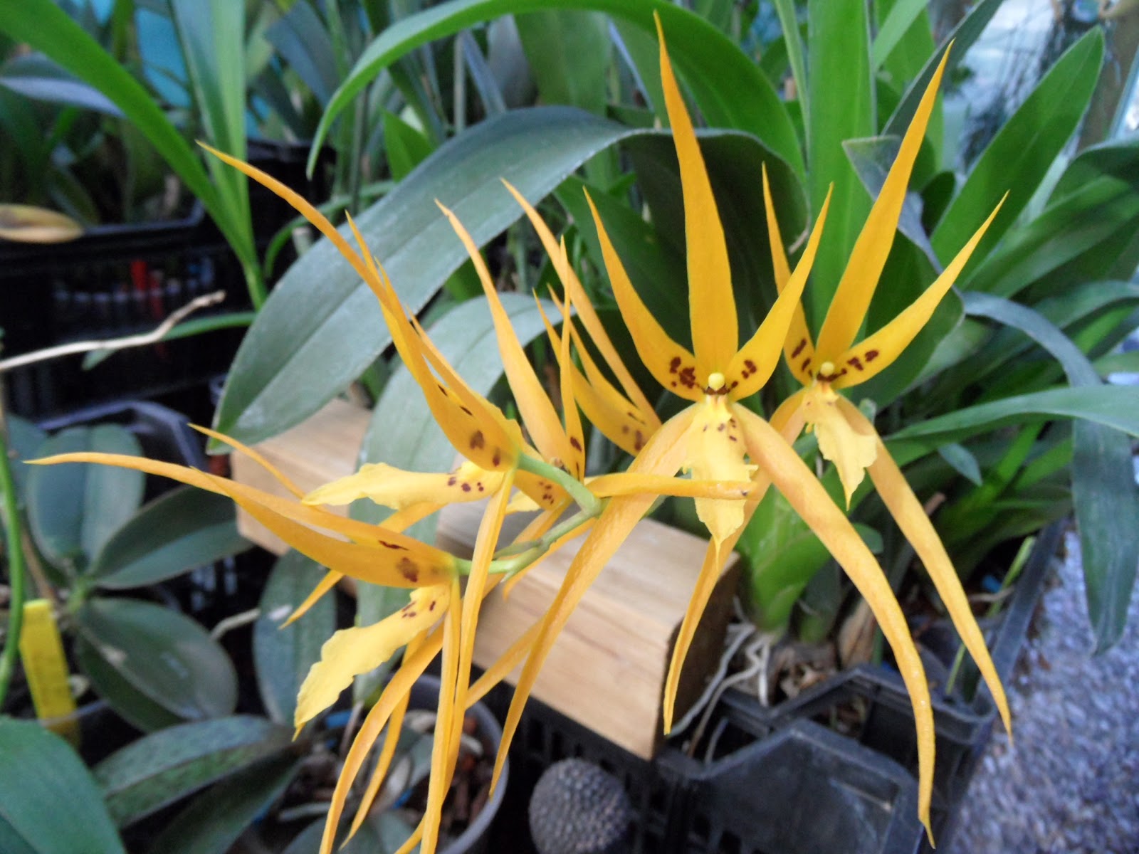 Orquídeas Blog de Angel Mar: Evolución de una vara floral (Híbrido tipo ...