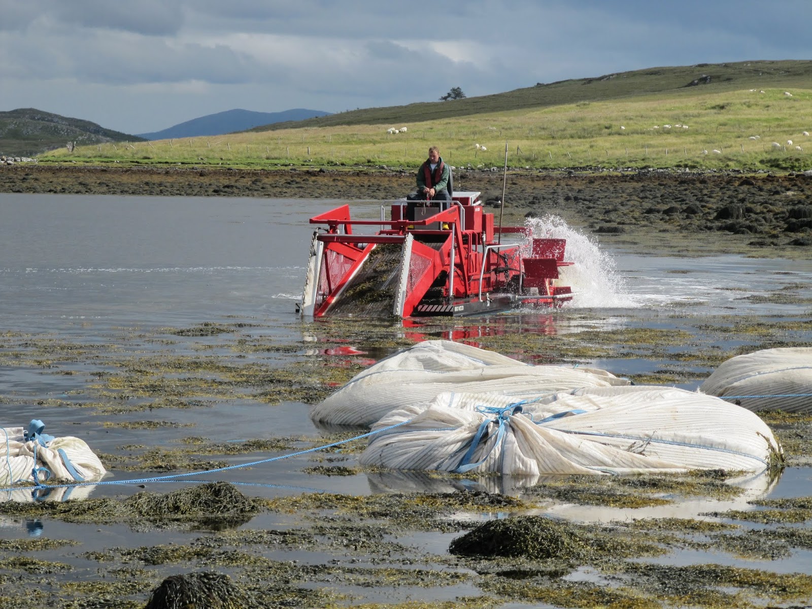 except the Kyles and Western Isles: Kelp Part 2 - from alginates to ...