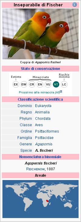 AP: About Parrot allevamento pappagalli: L'inseparabile di Fischer ...