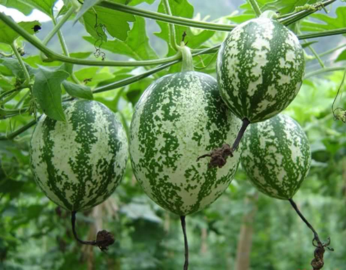 Trichosanthes root (Tianhuafen)-Trichosanthes kirilowii-Trichosanthes ...