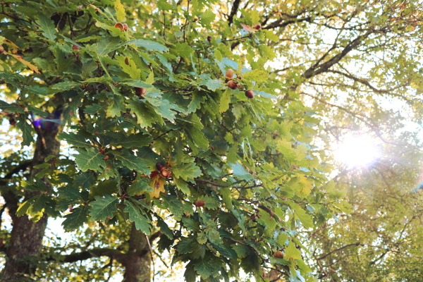 Préparer les Glands de Chêne