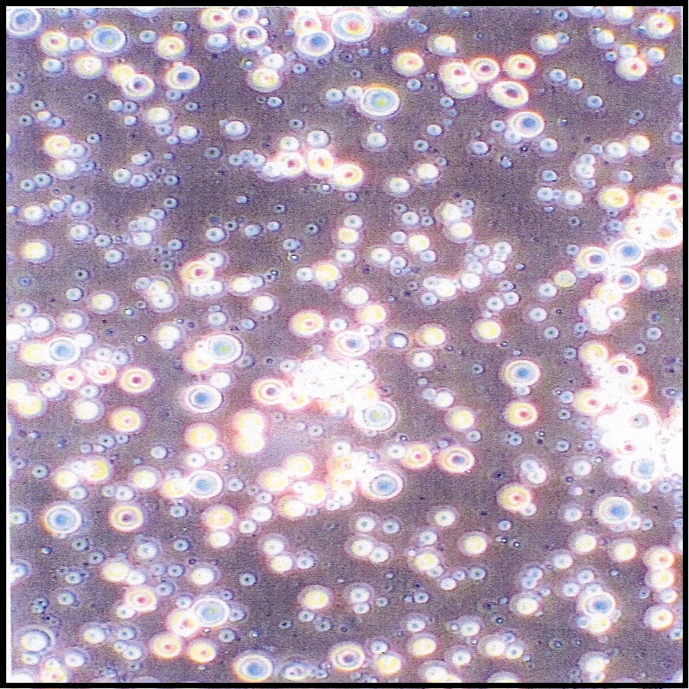 Pure Milk: God's "Formula": The Wonder of Human Milk