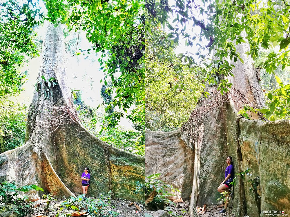 Bukit Tokun 大山脚【卓坤山】孟光水坝 | 板根大树 | 山顶电讯塔 - 乐飞翎 ♥ LUVFEELIN