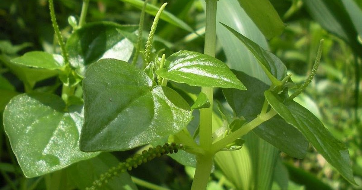 Medicinal Plants: Peperomia pellucida Luchi Pata suna kosho pak krasang ...