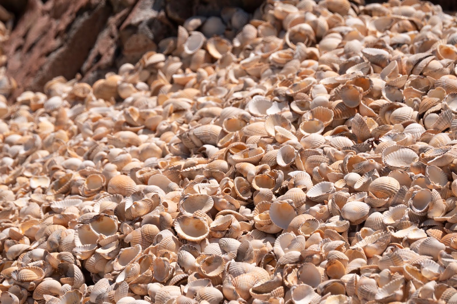 Wigtwizzle - Norman Smith's Travel Blog.: Cockleshell Beach and The ...