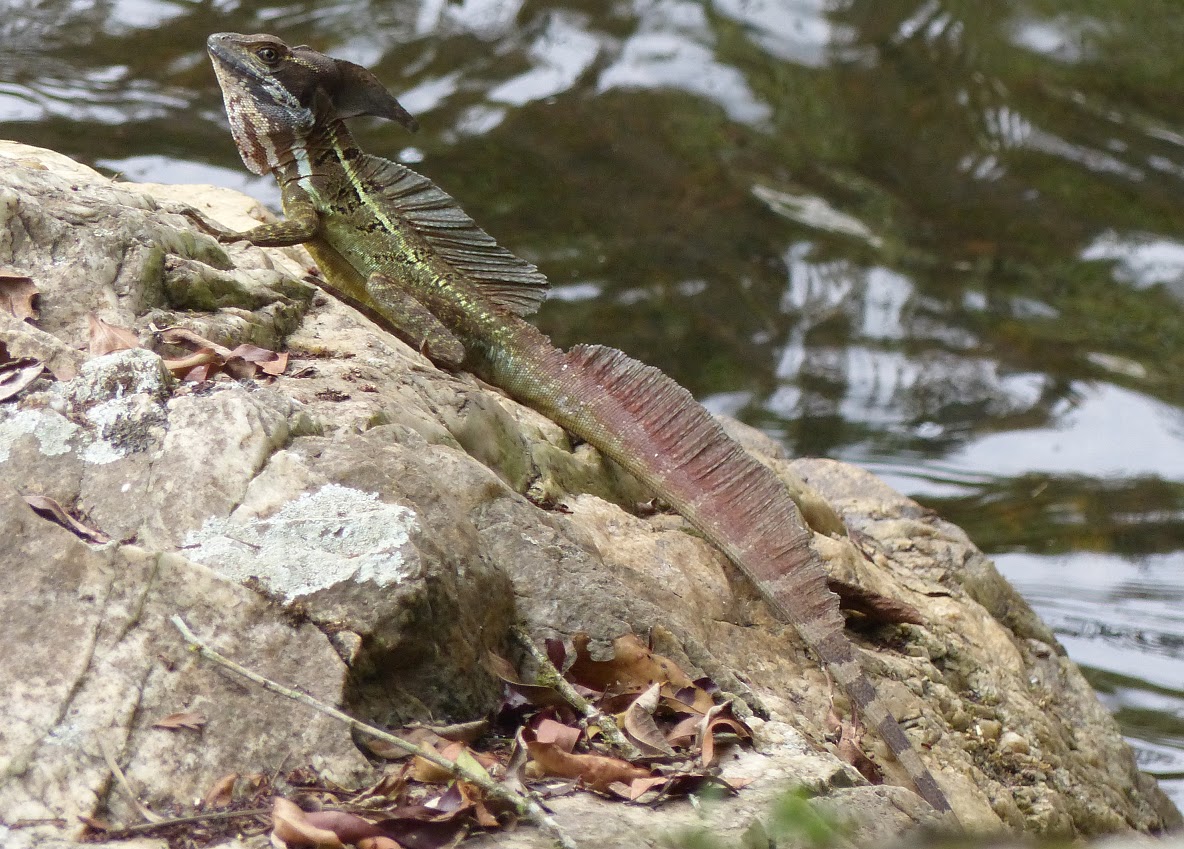 Espacio dedicado a la naturaleza: Basiliscos (Basiliscus plumifrons y ...