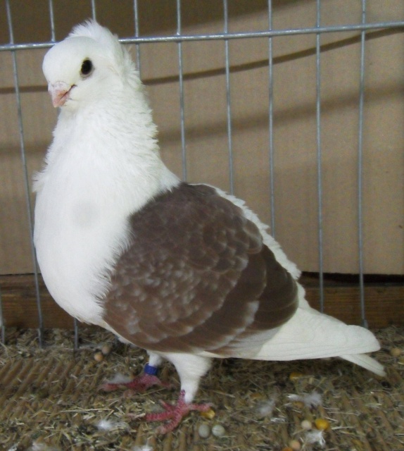 Old German Owl ( Altdeutsches Mövchen ) - Pigeons fall