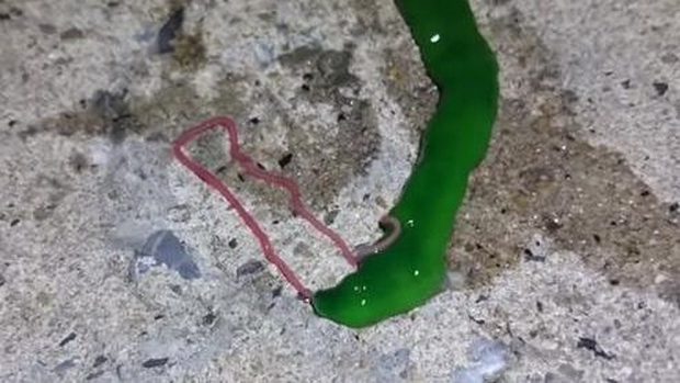 Alam Mengembang Jadi Guru: Video Cacing Hijau Raksasa yang Menghebohkan