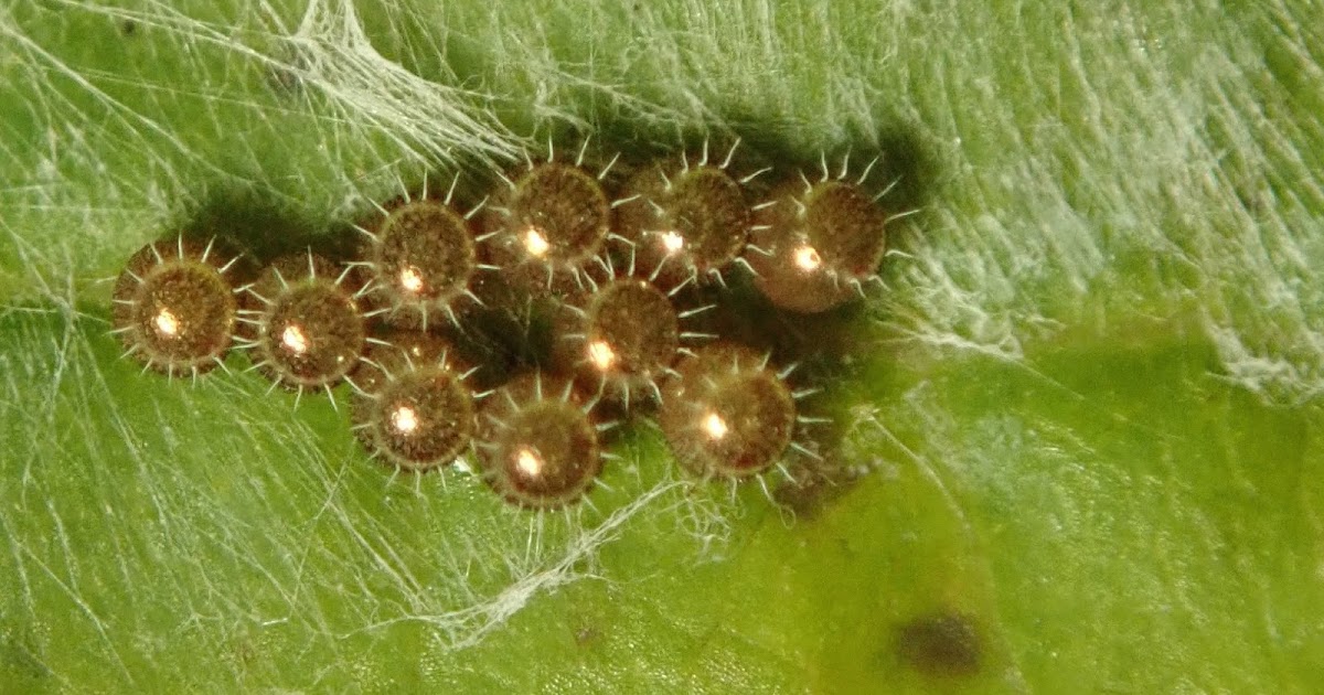 Springfield Plateau: Predatory Stink Bug Eggs