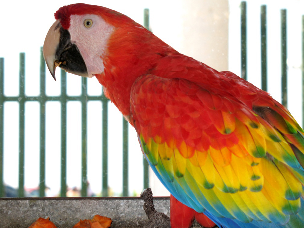 Mundo Animal: A Arara