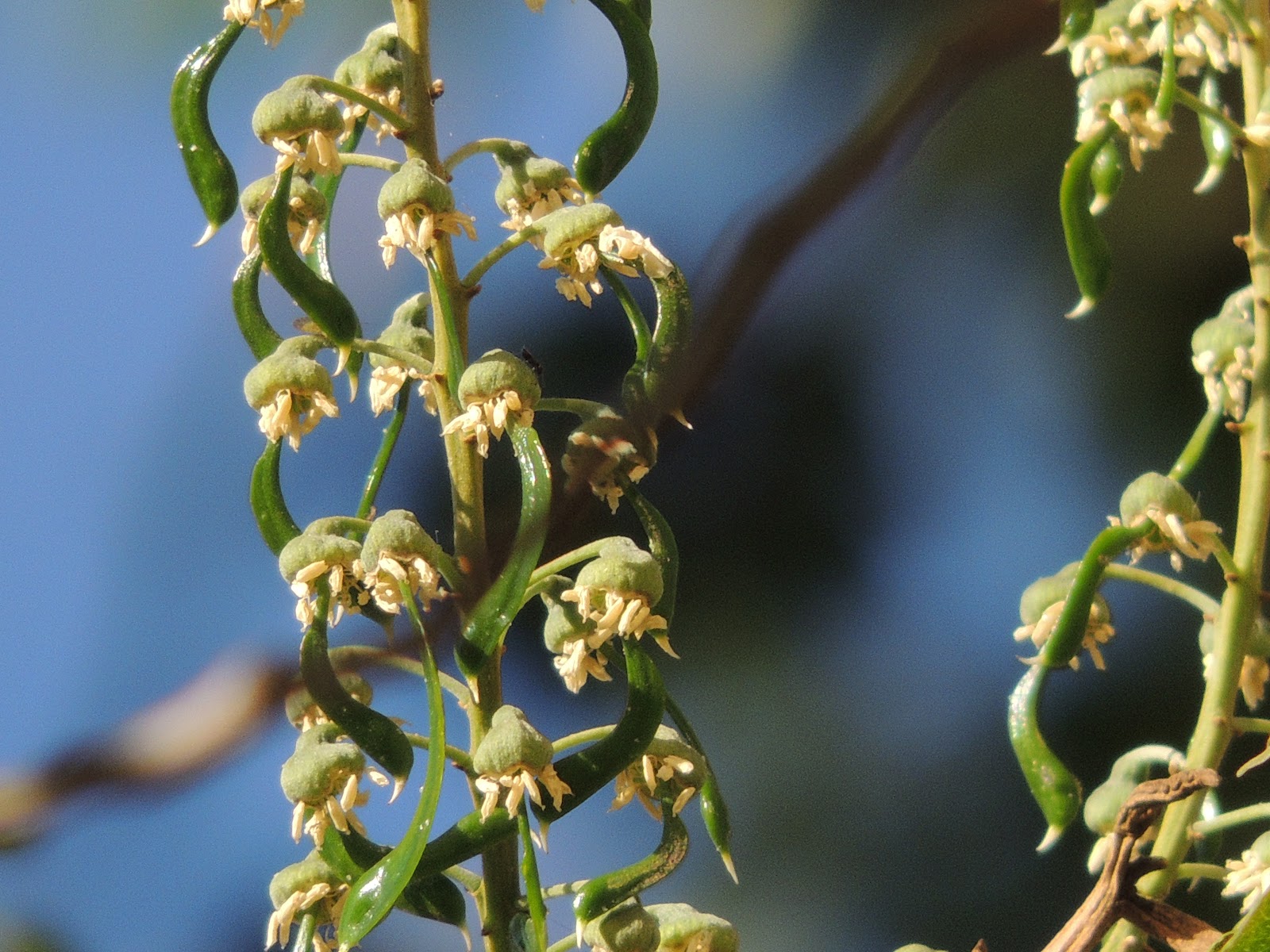 Fabaceae - Leguminosae no Brasil: Fabaceae - Myroxylon peruiferum L. f.