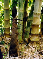 Menulis Mengikut Naluriku: Pantang Larang Keturunan Diraja Jembal Makan ...