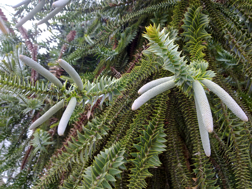 PLANT FAMILIES OF PUERTO RICO AND FLORIDA PAPO VIVES: ARAUCACEAE ...