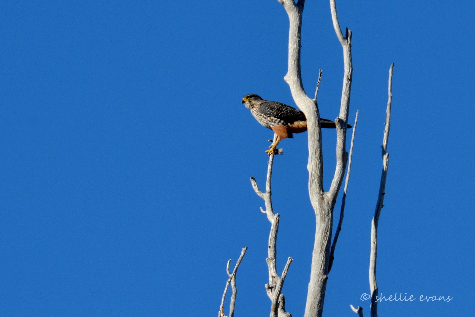 Two Go Tiki Touring: Finches & A Falcon