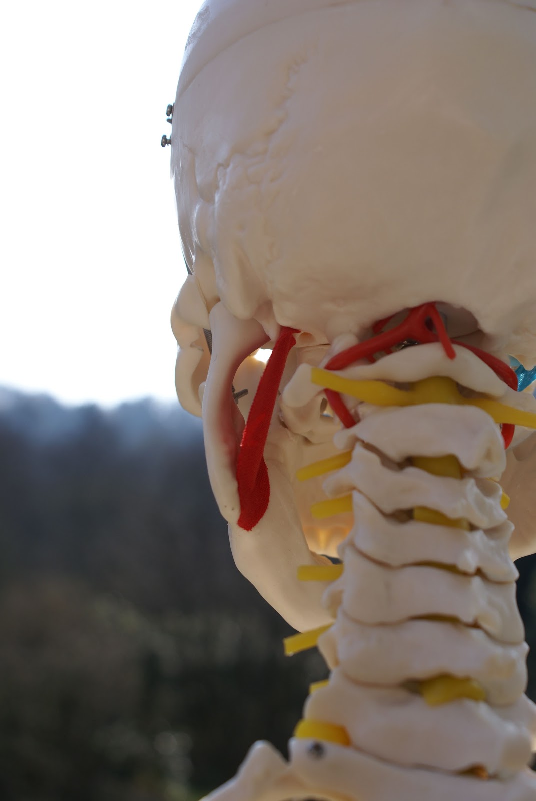 Cornerstone Therapies: Face Pain: Nerd Out With Pterygoids