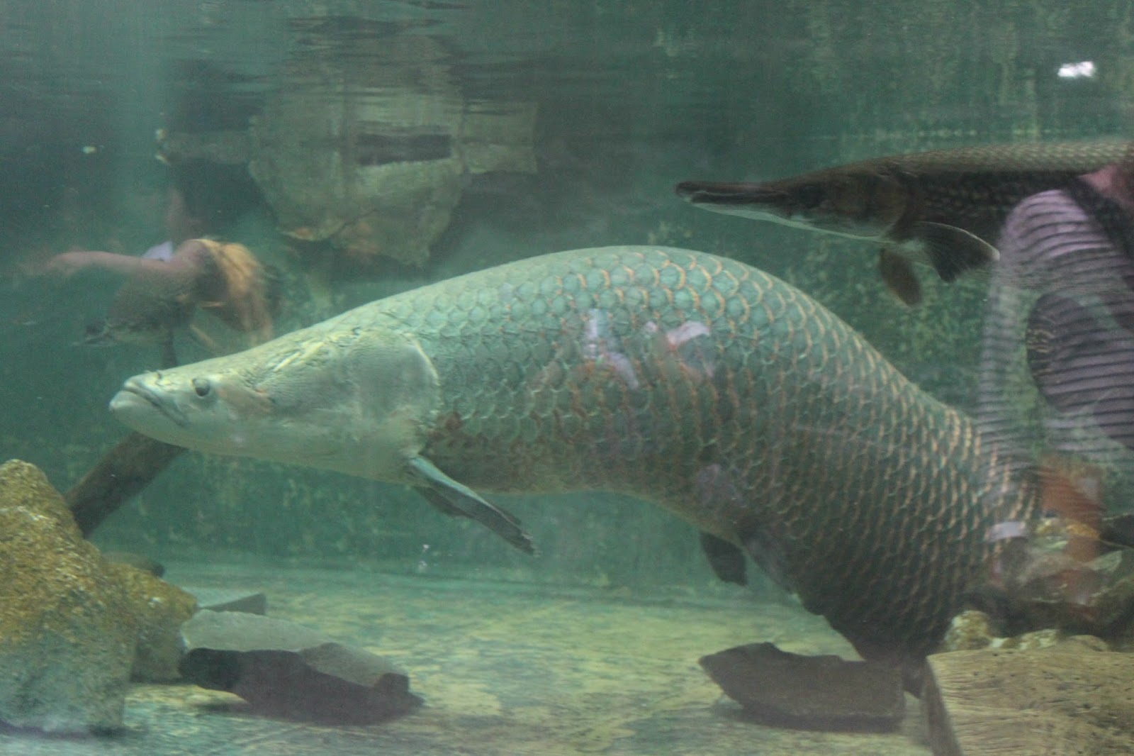 Manila Ocean Park: The Creatures