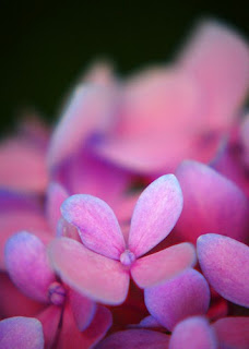 Alice Jean's: Flower of the season - Hydrangea
