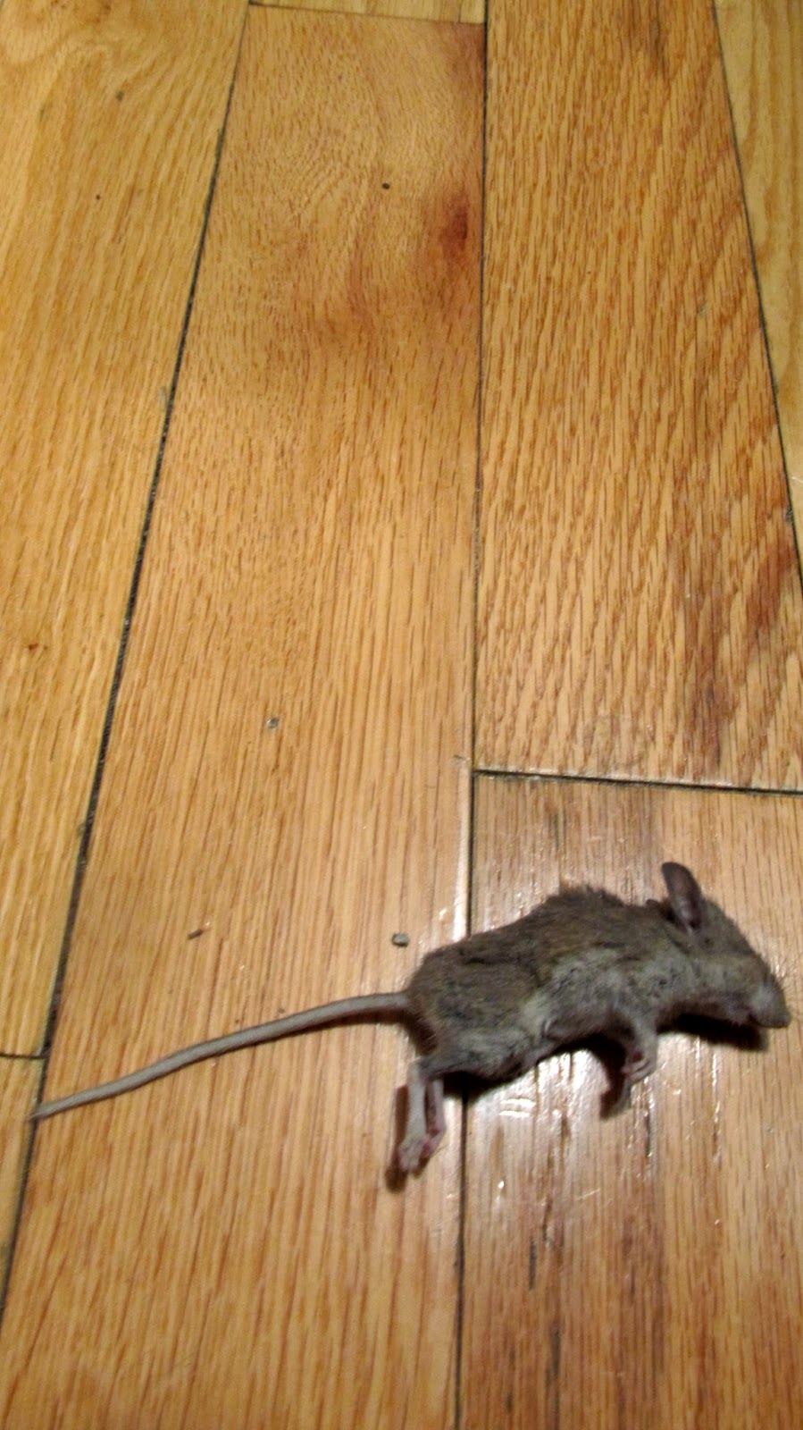 Tell Me a Story: She's a Killer Queen