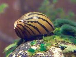 Keong Turbo / Zebra Snail - Aquascape