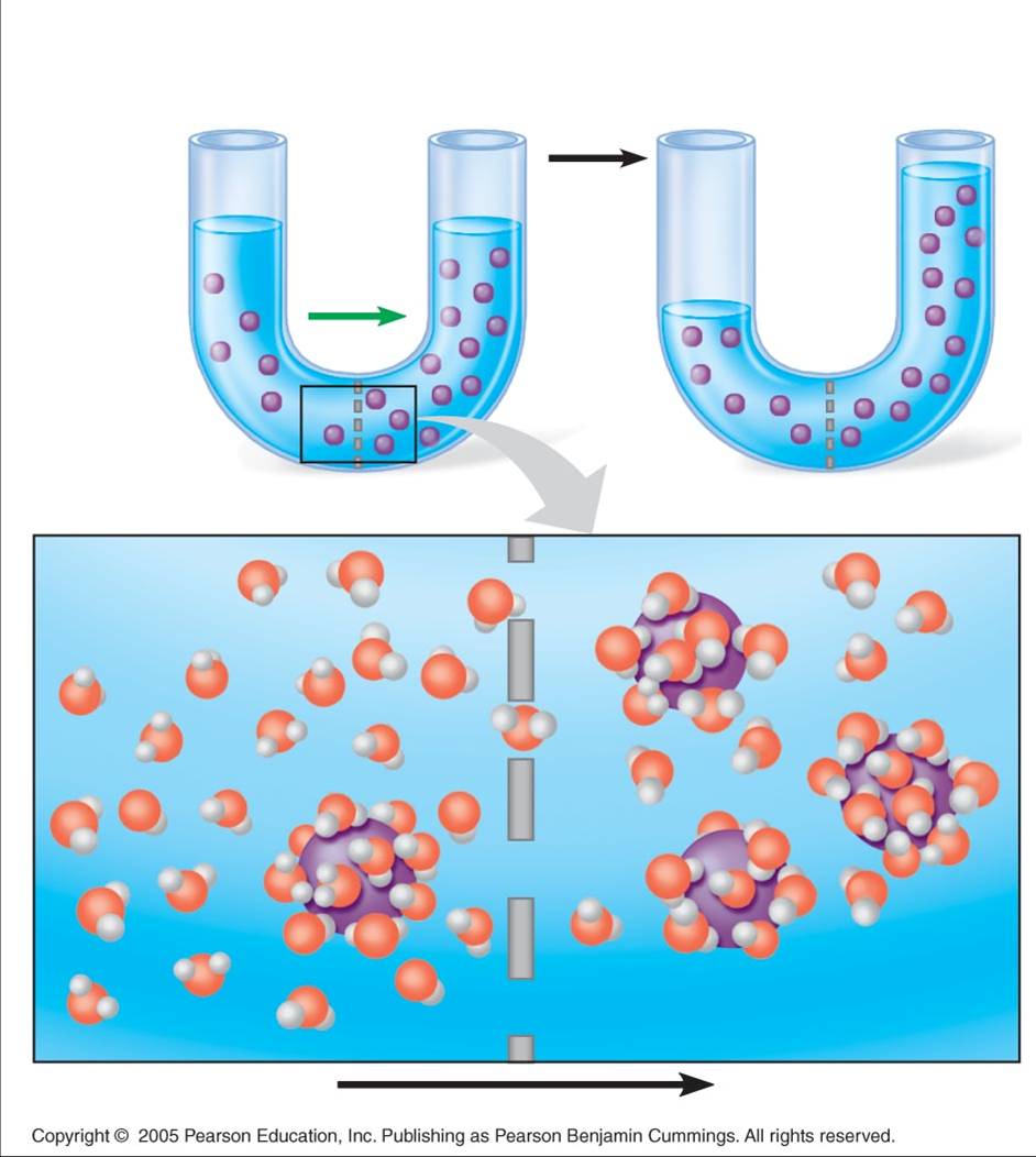 Biology Form 4 SMK USJ 13: NOTES: Movement of Substances across the ...