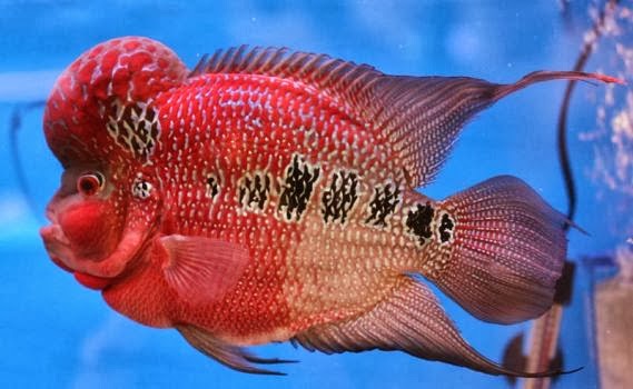Hua Luo Han Flowerhorn Fish | TROPICAL FISH
