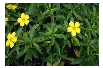 .: PLANTA PRODIGIOSA