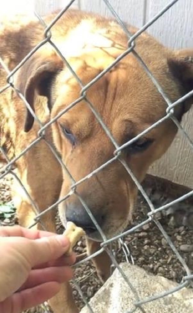 "Rusty", el perro encadenado por más de 10 años, encuentra su libertad ...