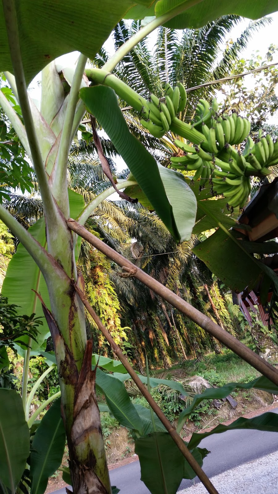 Warisan Petani: Buah Pisang 2