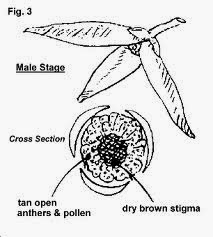 The Sower: A Peculiar Fruit