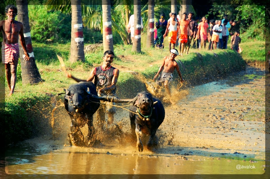 Festivals Celebrated in Karnataka: Kambala-karnataka-www.vishvabhraman.com