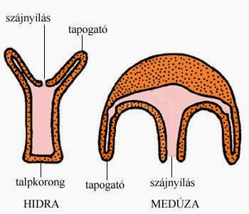 A MAGYAROK TUDÁSA: MEDÚZÁK - TENGERIUBORKÁK - POLIPOK