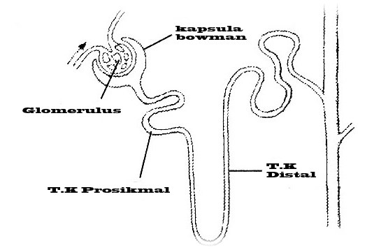 Sistem Ekskersi pada Manusia ~ Jejak Kecil
