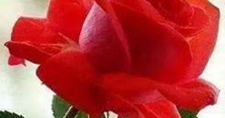 PERSATUAN BELADIRI BUDI SUCI: BUNGA TUJUH RUPA (kembang pitung werno ...