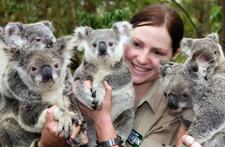 Garra Animal: Conoce al Koala