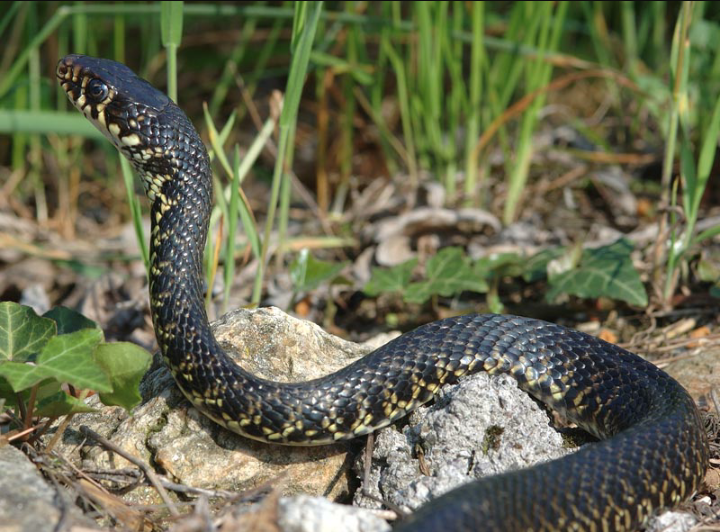 BIACCO o BISCIA NERA (#)