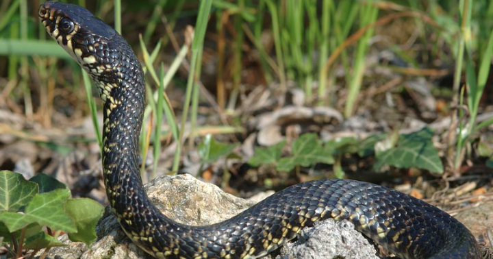 BIACCO o BISCIA NERA (#)