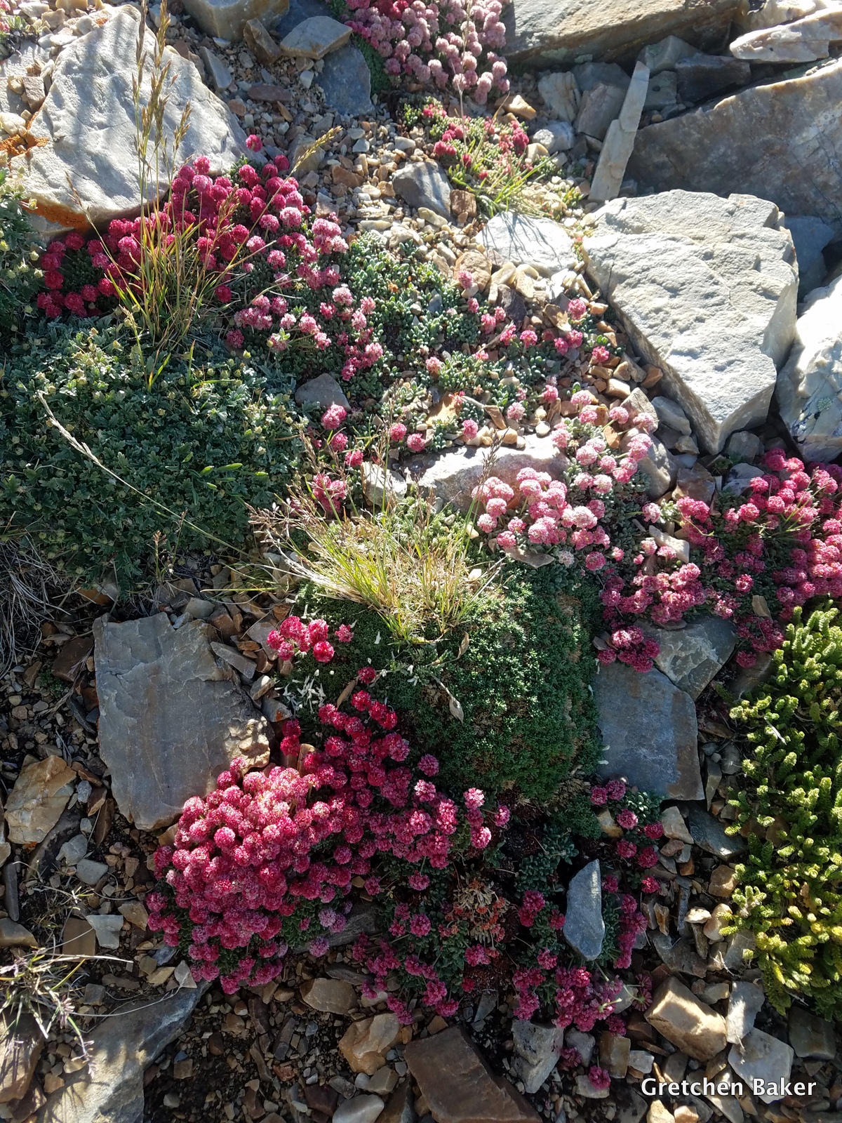 Desert Survivor: 2018 Resurvey of Great Basin National Park GLORIA Peaks