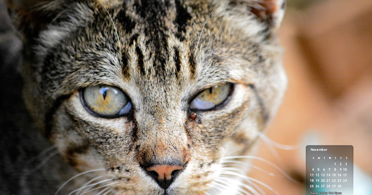 November Cat of the Month #Wallpaper : Cat Eyes
