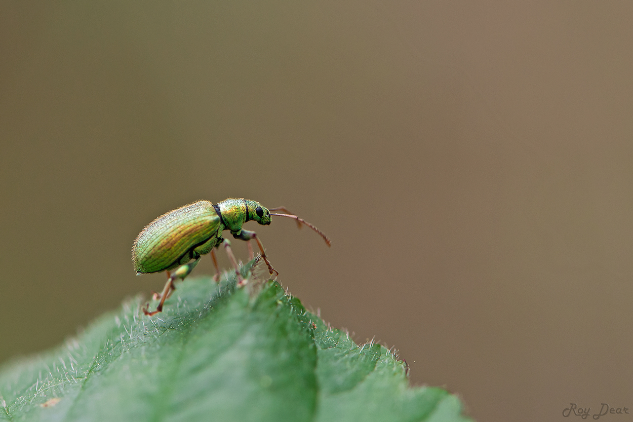 Foto's: Groene bladsnuitkever.