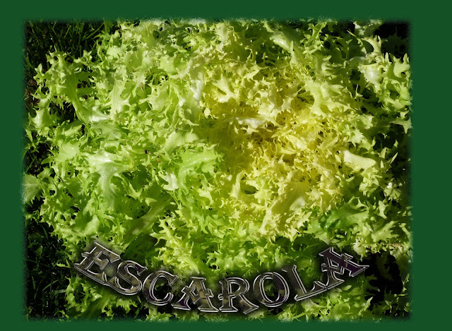 ESCAROLA