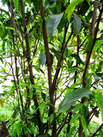 WALLAPATTA 400 TREE PACKAGE / වල්ලපට්ට