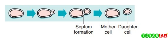 [Parasitology] Atlas of Medically Significant Fungi | Free Medical Atlas