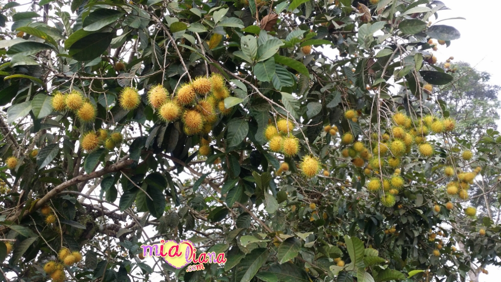 Pokok Rambutan & Pulasan Di Rumah Nenek