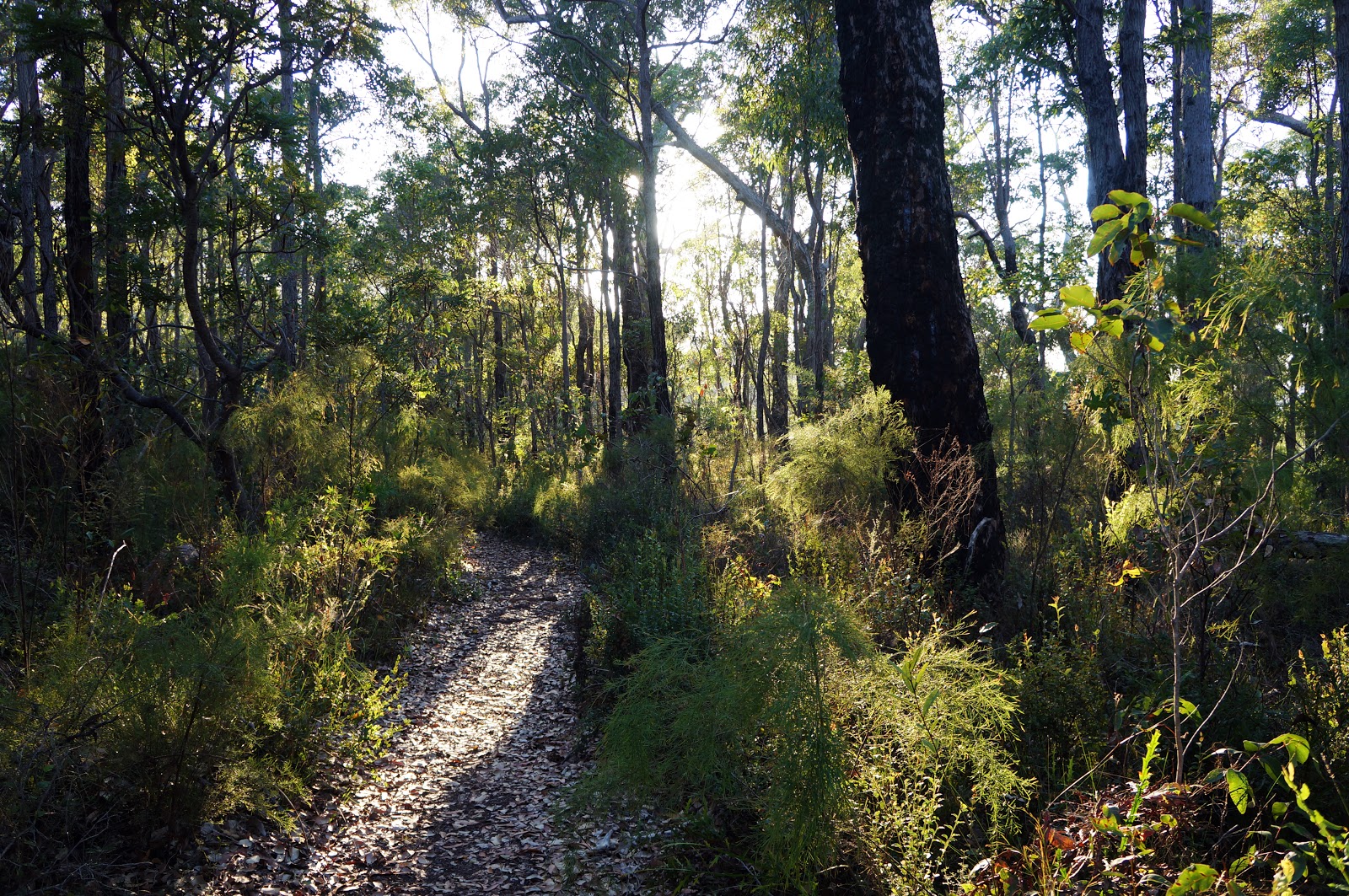 Mt Lindesay Walk Trail (Mt Lindesay National Park) ~ The Long Way's Better