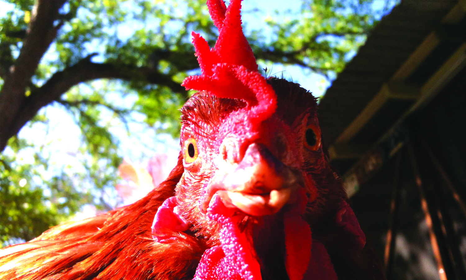 Backyard Farming: April 2013