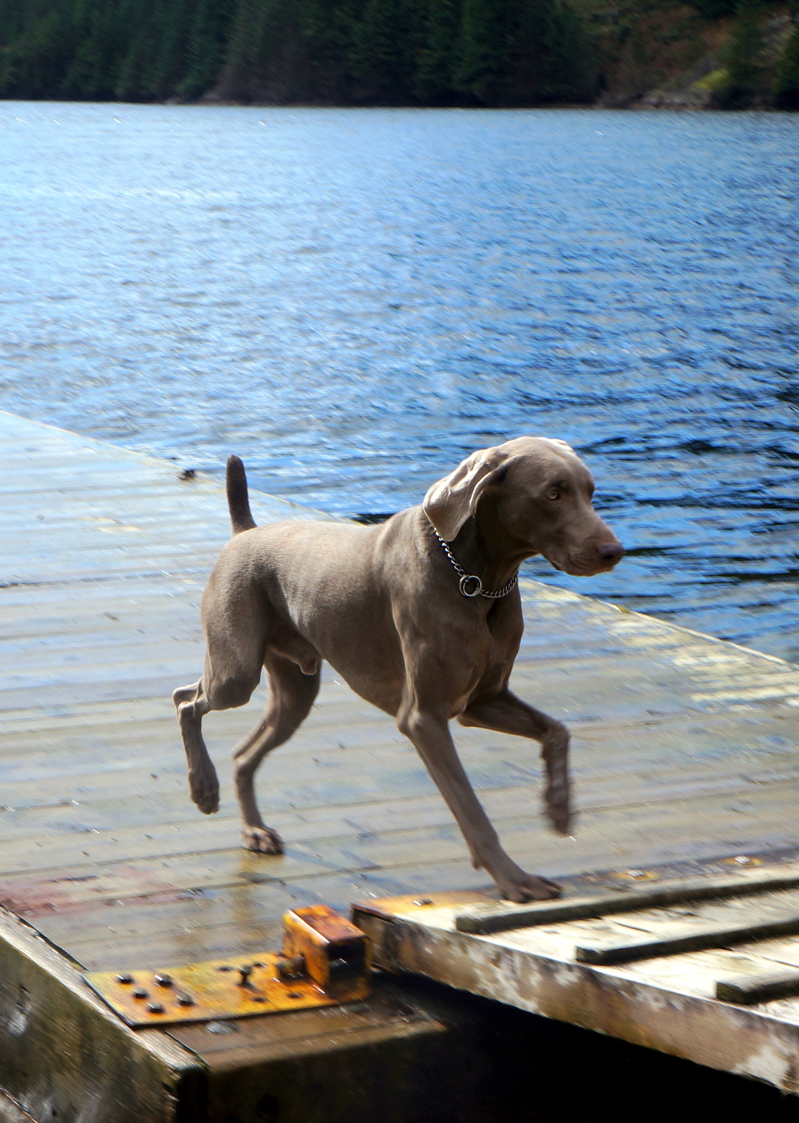 RoseWin Weimaraners: What is your Leprechaun Name and let Your Sham ...