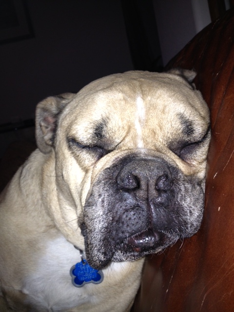 Travelin' Jack's Dog Blog: Worldwide Book Tour for Travelin' Jack Dog ...