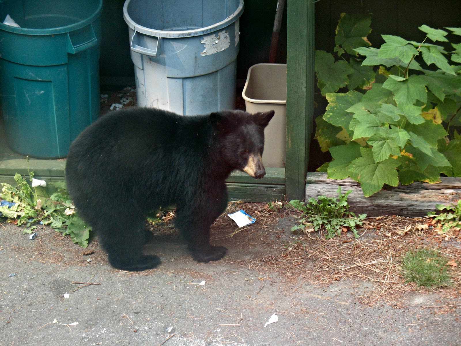 Little Ella Lu: Bear in the Backyard!