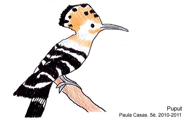 EL PLUMIER DE LA LOLA: OCELLS DIBUIXATS