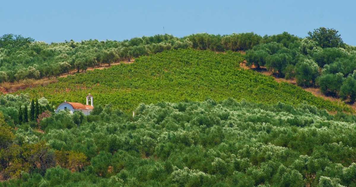 Wine of the Gods: Discovering Greek Wine in Crete | Travel the World